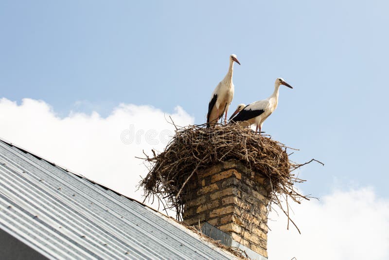 Beautiful Storks Flying in Group Disoriented Aimless Group Stock Photo ...
