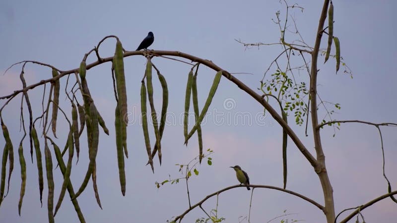 Two Beautiful Sun Bird is Playing on the Branches of the Big Tree Stock Video - Video of green ...