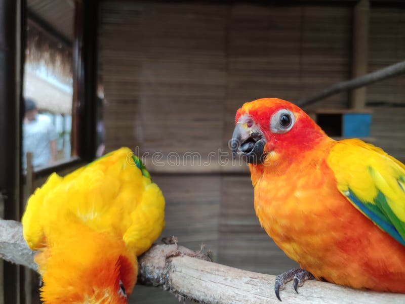 The Two Beautiful of Sun Parakeet or Sun Conure Inside Bamboo Cage ...