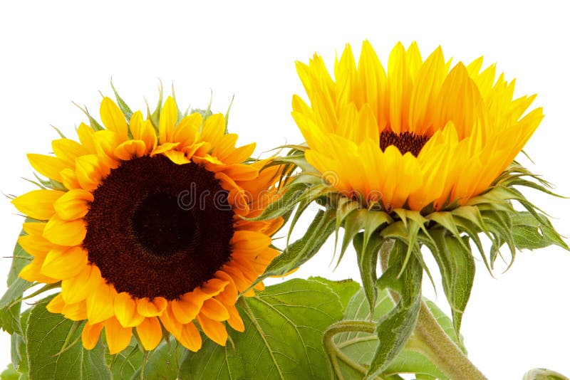 Two beautiful sunflowers stock image. Image of seasonal - 15620623