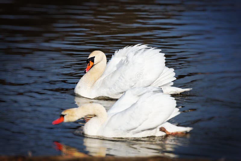 Two beautiful swans stock photo. Image of merry, isolated - 13318364
