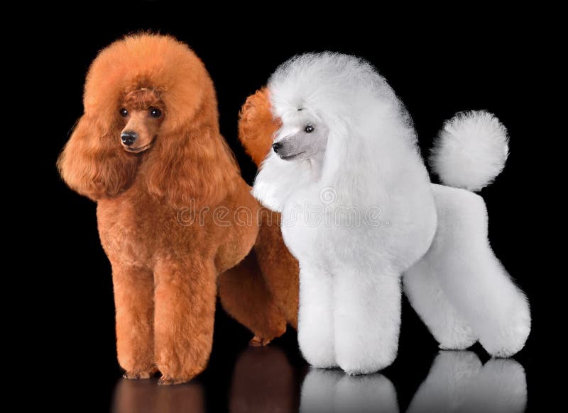 Two beautiful toy poodles stock image. Image of coated - 323305561