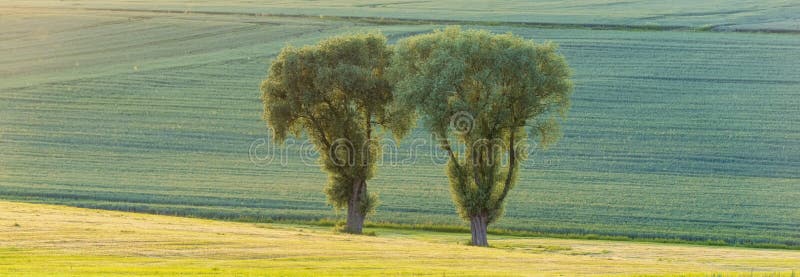 Two Beautiful Trees in the Fields Stock Image - Image of countryside ...