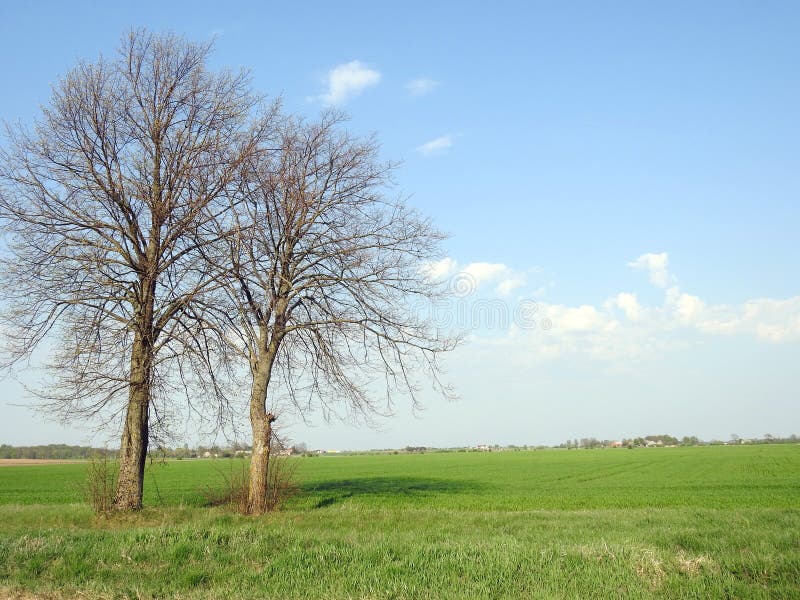 Green Field and Trees in Spring, Lithuania Stock Image - Image of blue ...