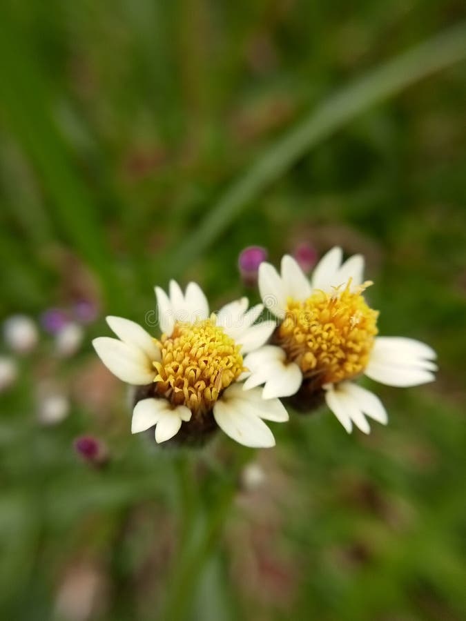 Two Beautiful Tridax Procumbens Flower Objects Stock Photo - Image of ...
