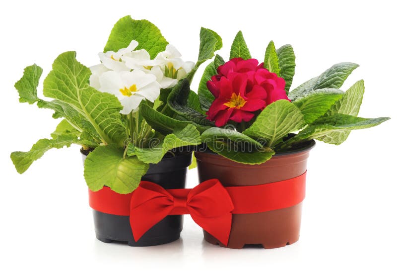 Two beautiful violets. stock image. Image of blue, botany - 123626919