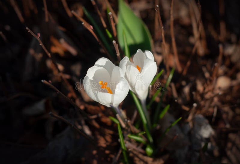 Two Beautiful White Crocus between Dry Leaves and Branches in a Sunny ...