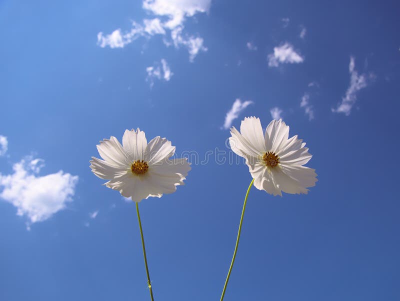 Two Beautiful White Daisy Flowers with Sky Background Stock Image ...