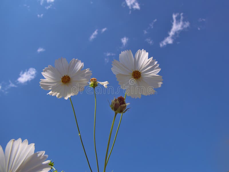 Two Beautiful White Daisy Flowers with Sky Background Stock Photo ...