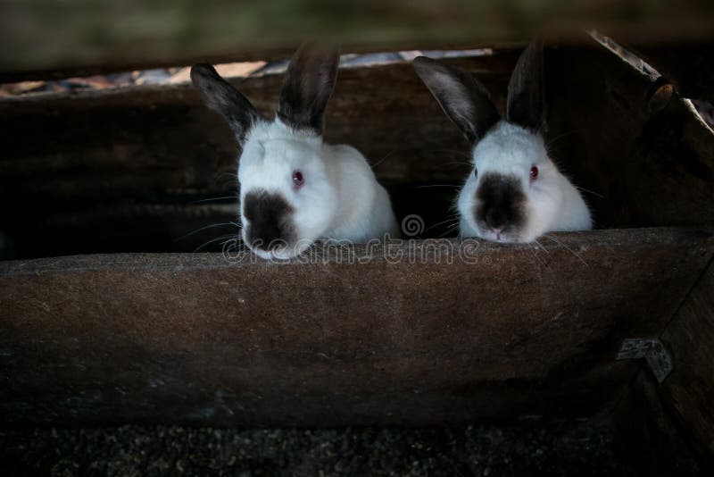 Two Beautiful White Rabbits Stock Photo - Image of white, agriculture ...