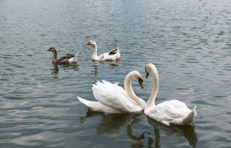 Two Beautiful White Swan Swimming Happy in the Lake. Stock Photo ...
