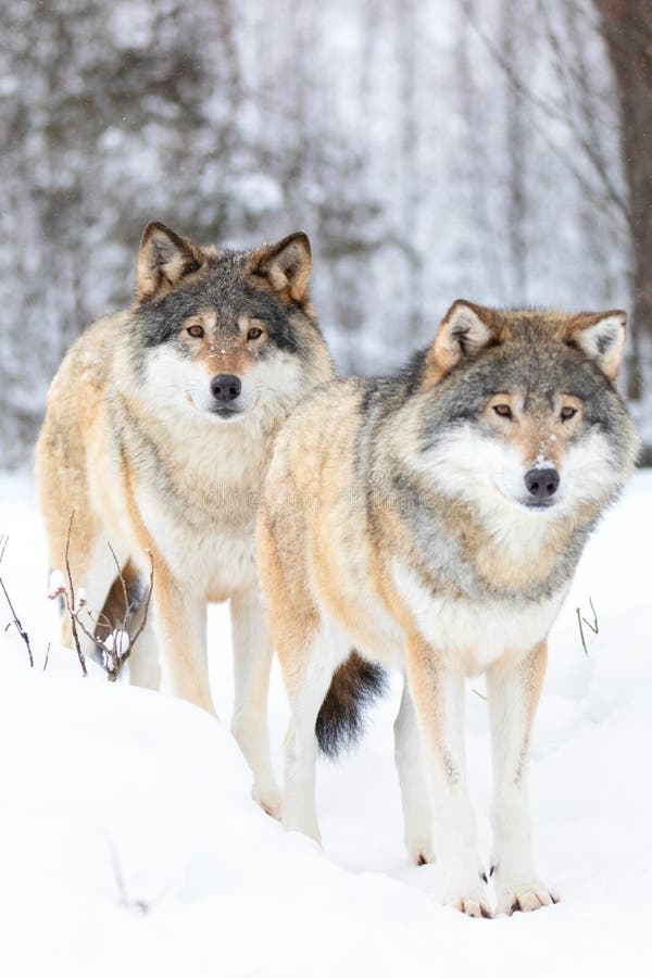 Two Wolves in Cold Winter Forest Stock Image - Image of stalking, tree ...
