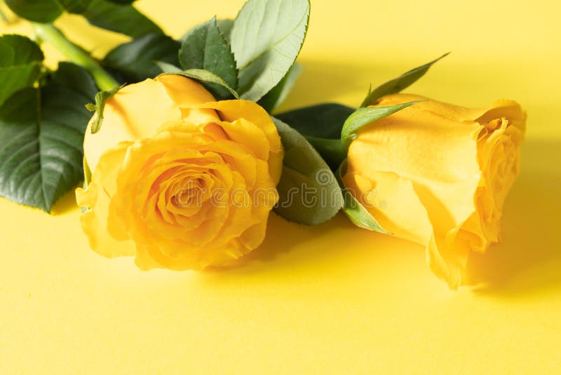 Two Beautiful Yellow Roses on Yellow Background Stock Image - Image of ...