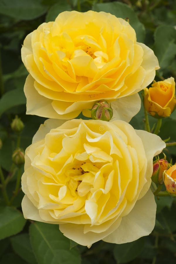 Two yellow roses stock image. Image of close, fresh - 159245073