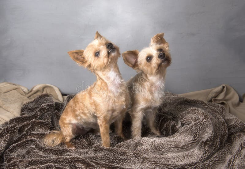 Two Beautiful Yorkshire Terriers Stock Image - Image of yorkshire ...