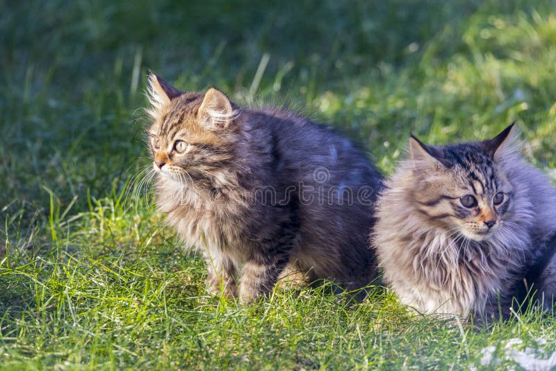 Two Beautiful Young Cats Together Stock Image - Image of friend, cats ...