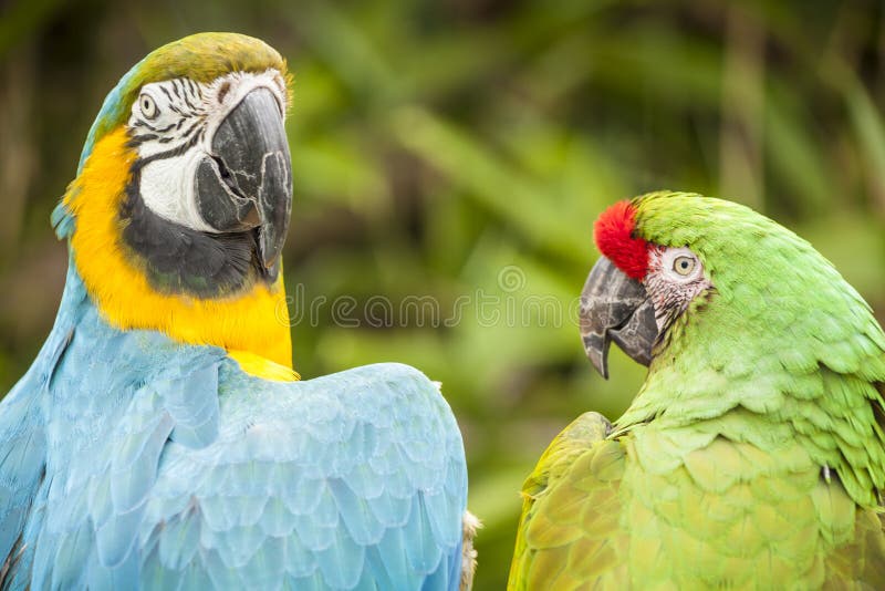 Two parrots stock photo. Image of ornithology, space - 97681542
