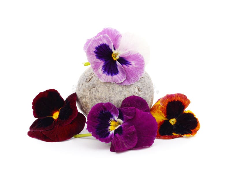 Two Beauty Violets with Pebble Stock Image - Image of isolated, season ...