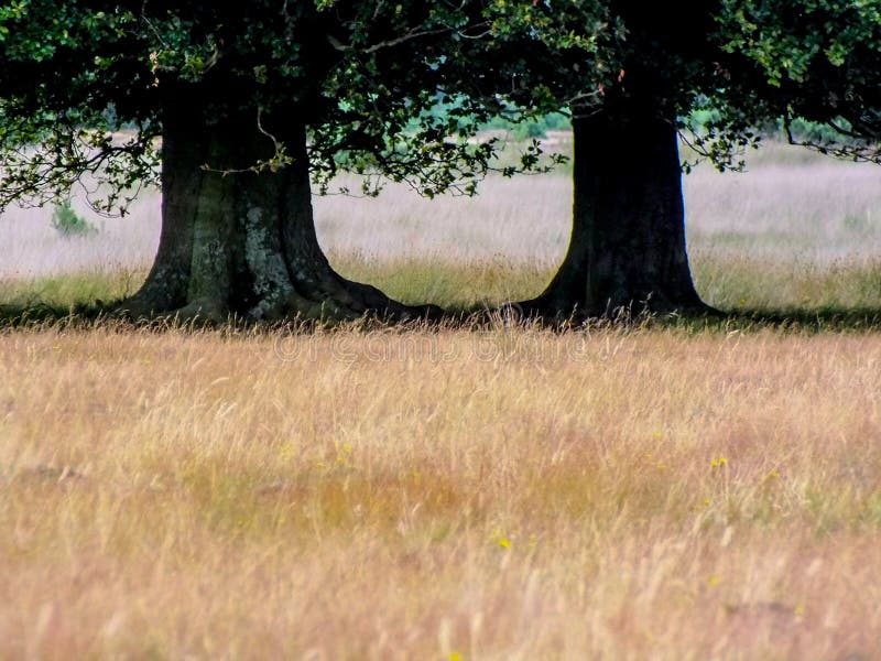 Two become one tree field stock image. Image of field - 171662063