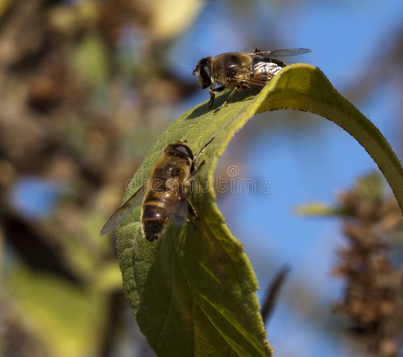 Two bee stock photo. Image of plant, insect, wildlife - 21610228