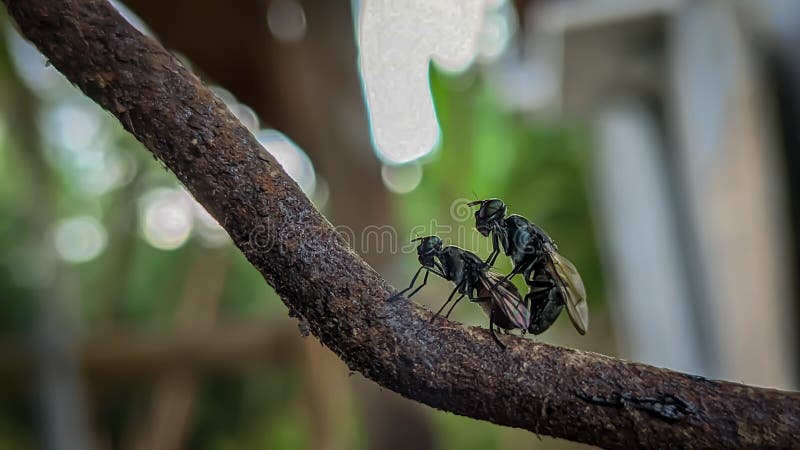 The two Bee stock image. Image of leaf, plant, nature - 229097169