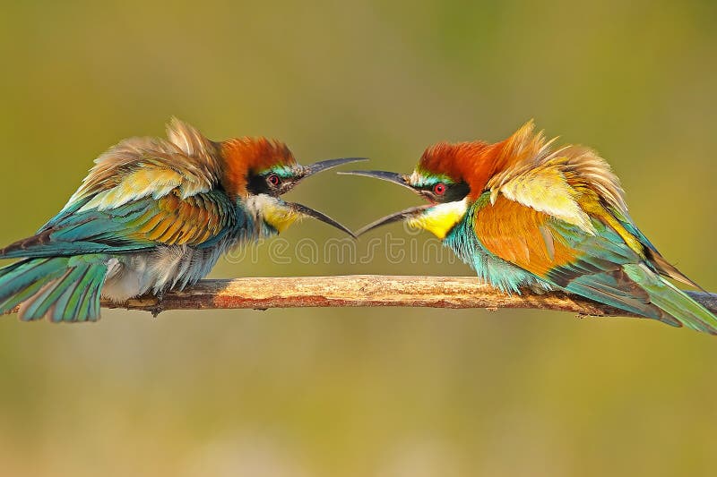 Two Bee-eaters Playing on a Branch. Bee-eater with Wings Open Stock ...