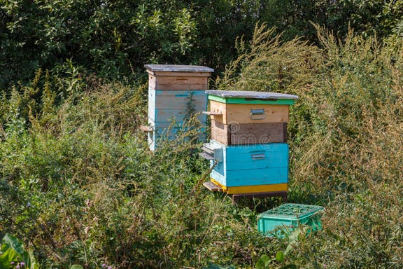 Two bee hives stock image. Image of insect, summer, apiary - 226981645