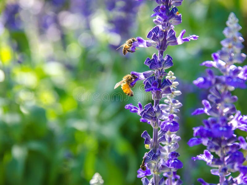 Two Bee on Lavender Flowers. Stock Image - Image of bees, animal: 65517753