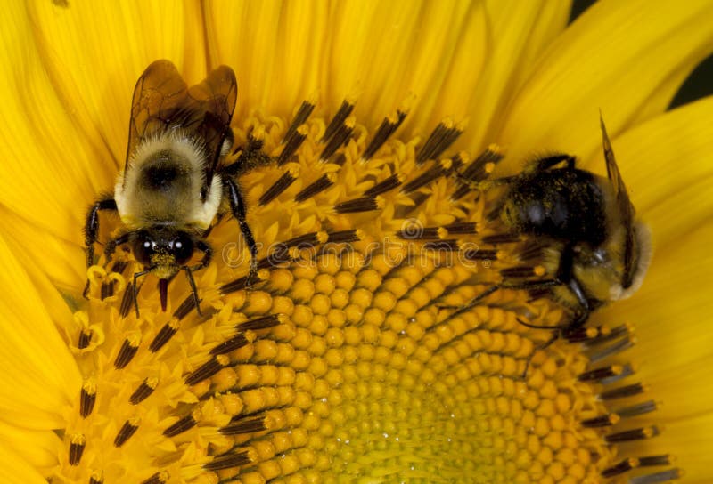 Two Bee Pollinating a Flower Stock Photo - Image of blooms, blossom ...