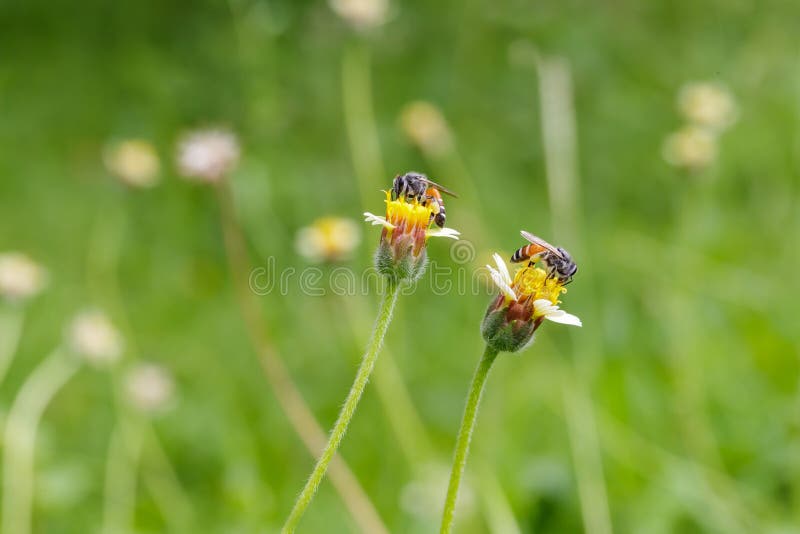 Tridax Procumbens, Grass Flowers Growing Up in Nature Looks Fresh and ...