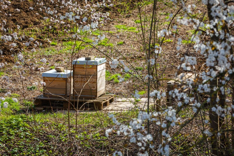 Two beehives in spring stock image. Image of profession - 315006639