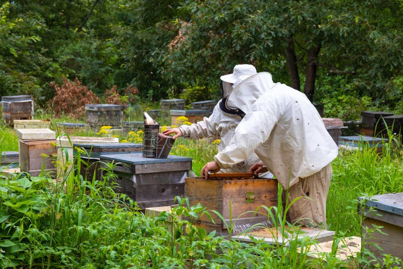 Two Beekeepers Checking a Beehive with Bee Smoker. Stock Image - Image ...