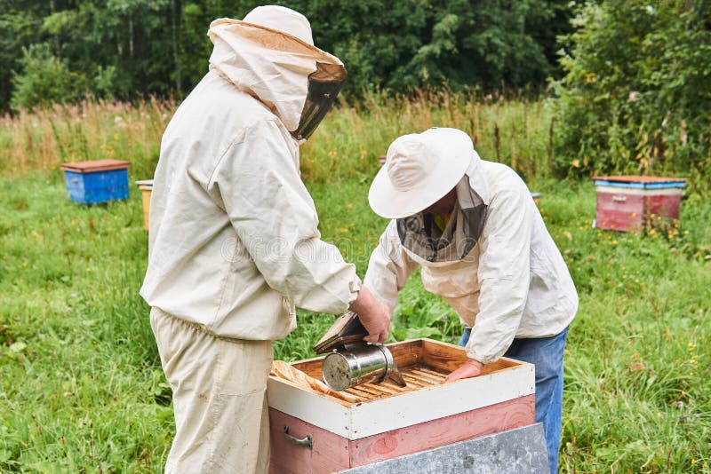 Two Beekeepers Checking the Hive Using a Smoker and Examines Removed ...