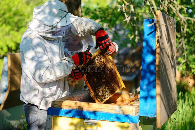Two Beekeepers Work on an Apiary. Summer Stock Image - Image of apis ...