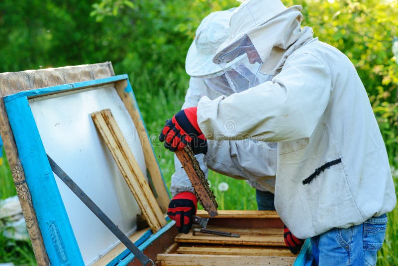 Two Beekeepers Work on an Apiary. Summer Stock Photo - Image of ...
