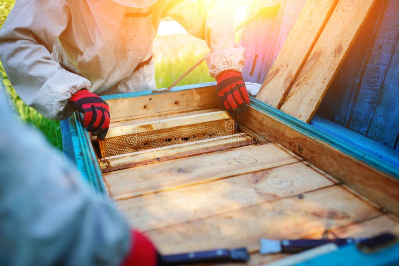 Two Beekeepers Work on an Apiary. Summer Stock Photo - Image of ...