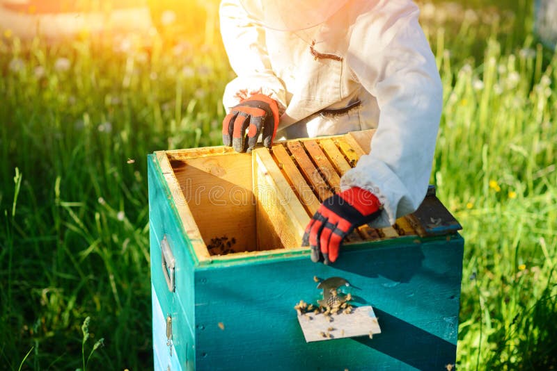 Two Beekeepers Work on an Apiary. Summer Stock Photo - Image of hobby ...