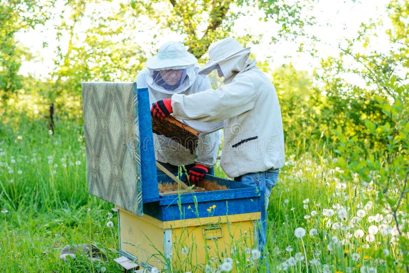 Two Beekeepers Work on an Apiary. Summer Stock Image - Image of ...