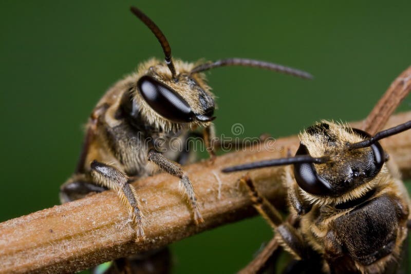Two bees stock image. Image of nature, insect, outdoor - 10388331