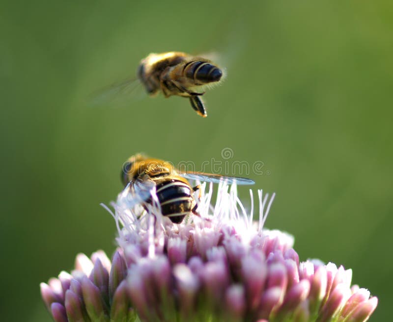 Two bees stock image. Image of wildlife, spring, insect - 26308281