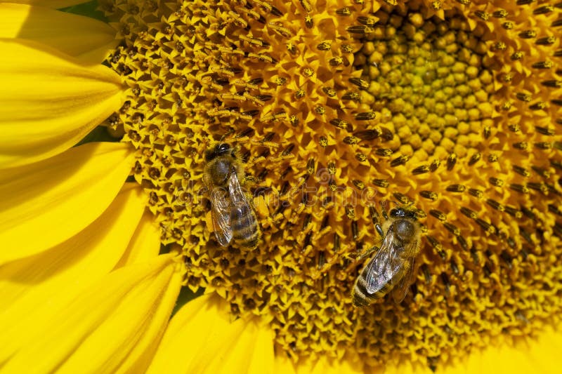 Two Bees on a Bright Yellow Sunflower, Close-up. Stock Image - Image of ...
