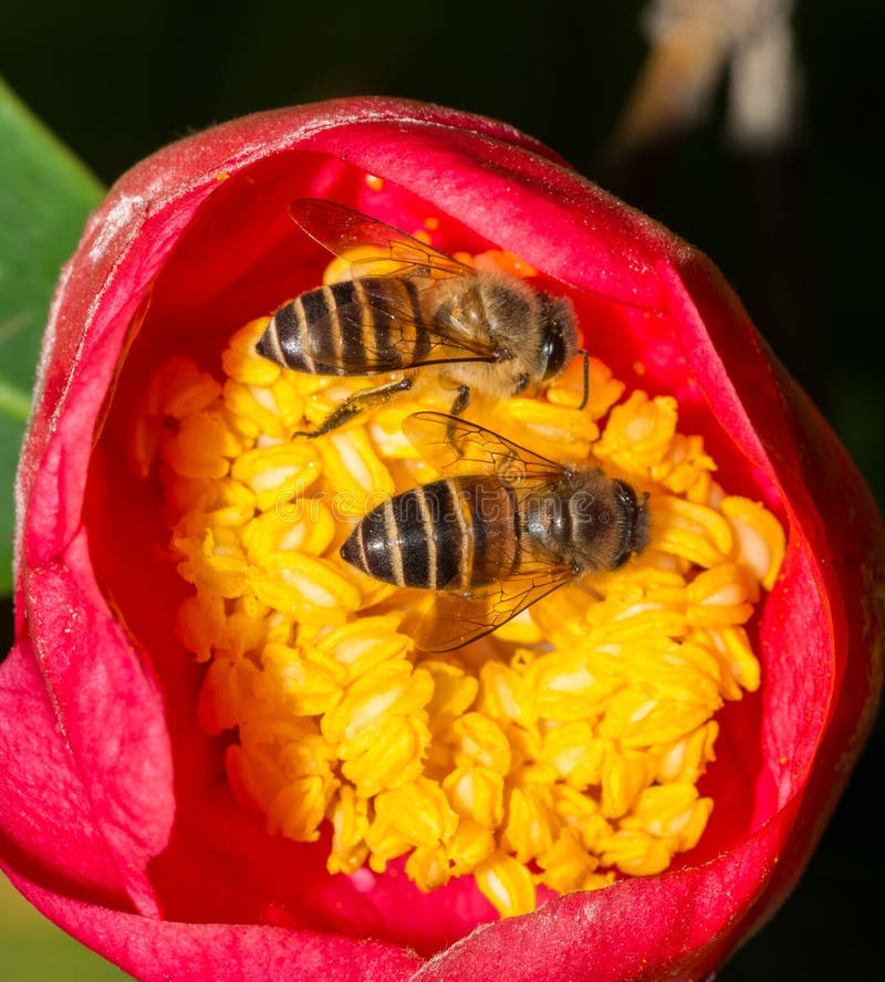 Two bees stock photo. Image of camellia, bumble, flora - 68264598