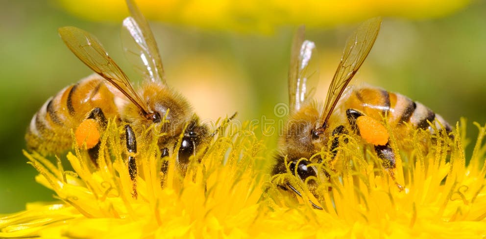 2,842 Cute Bees Winking Stock Photos - Free & Royalty-Free Stock Photos ...