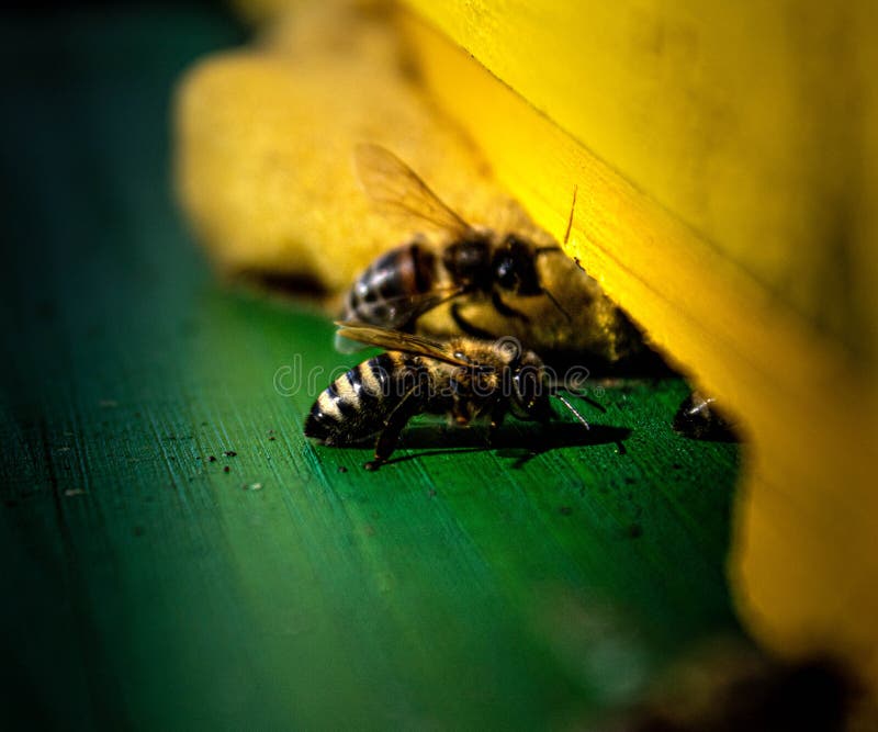 Two Bees Entering in the Hive Stock Photo - Image of bees, health ...