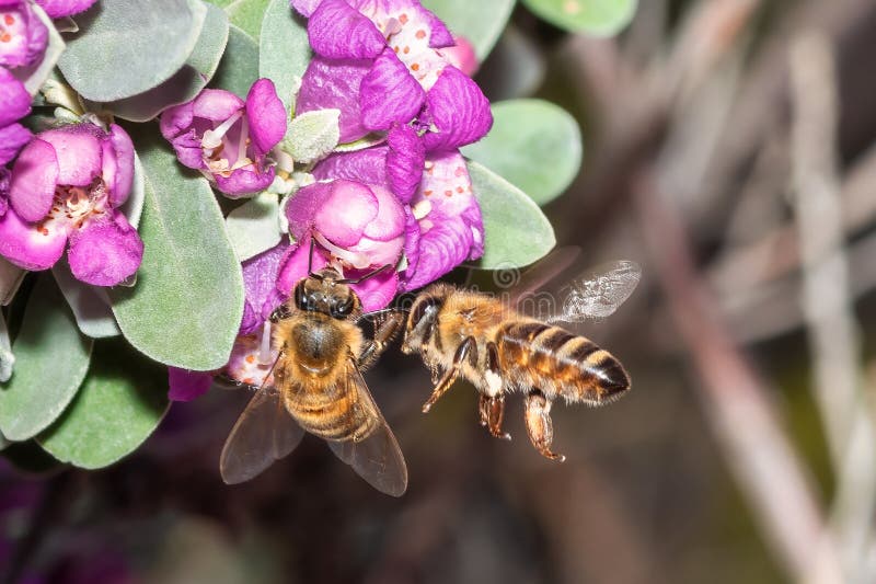 Two Bees on a Flower. Close Up Look. Stock Photo - Image of closeup ...