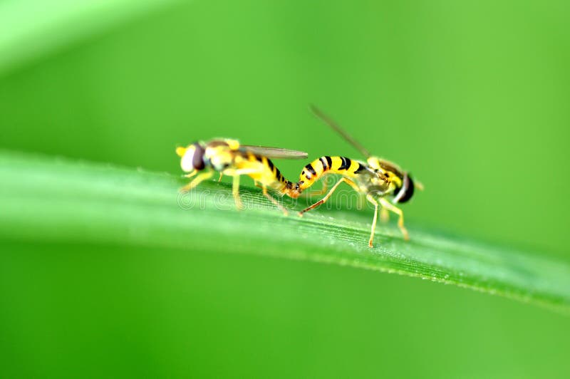 Two bees stock photo. Image of mating, good, macro, natural - 34600680