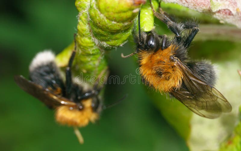 Two Bees on a green leaf stock image. Image of animal - 43452637