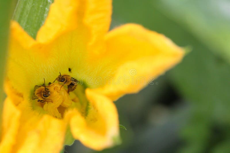 Two Bees One Flower stock photo. Image of yellow, zucchini - 57645342