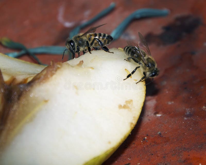 Two bees stock image. Image of rose, green, bees, love - 76335327