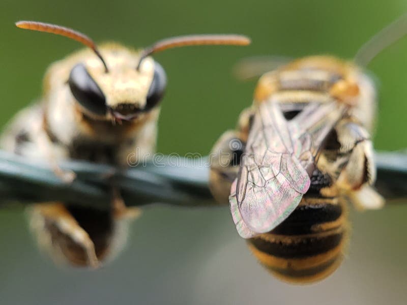 Two Bees Perched on a Green Wire Stock Photo - Image of nature, thorax ...